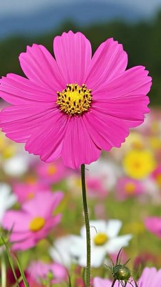 Soft Pink Cosmos Flower Mobile Live Wallpaper