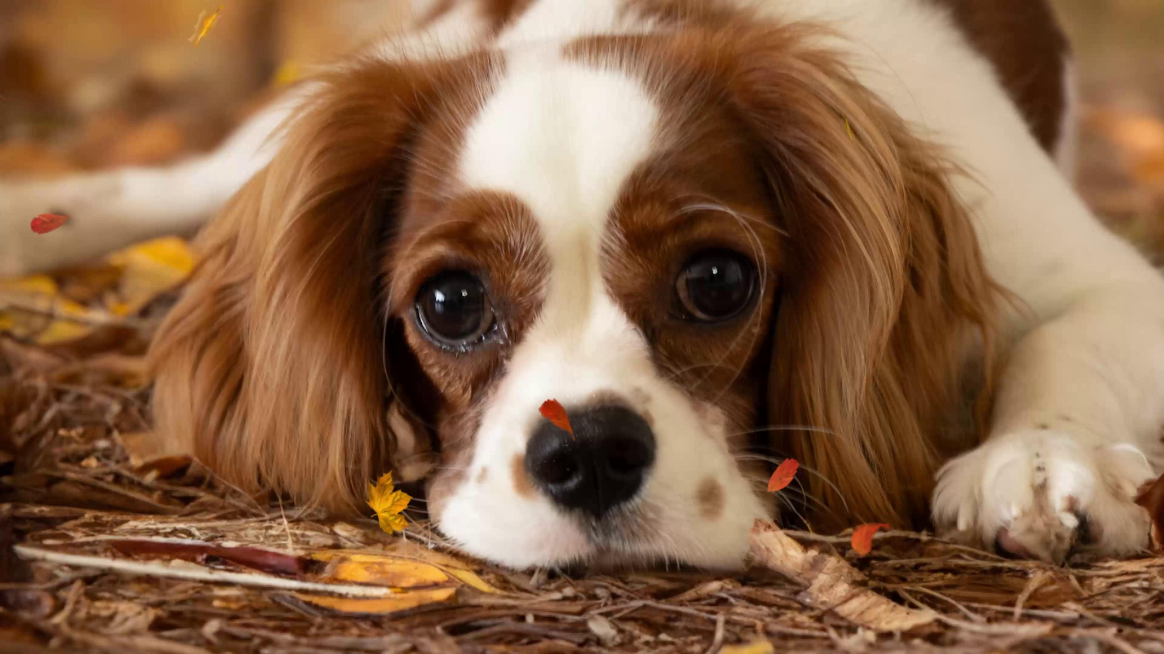 Dog in Autumn Live Wallpaper
