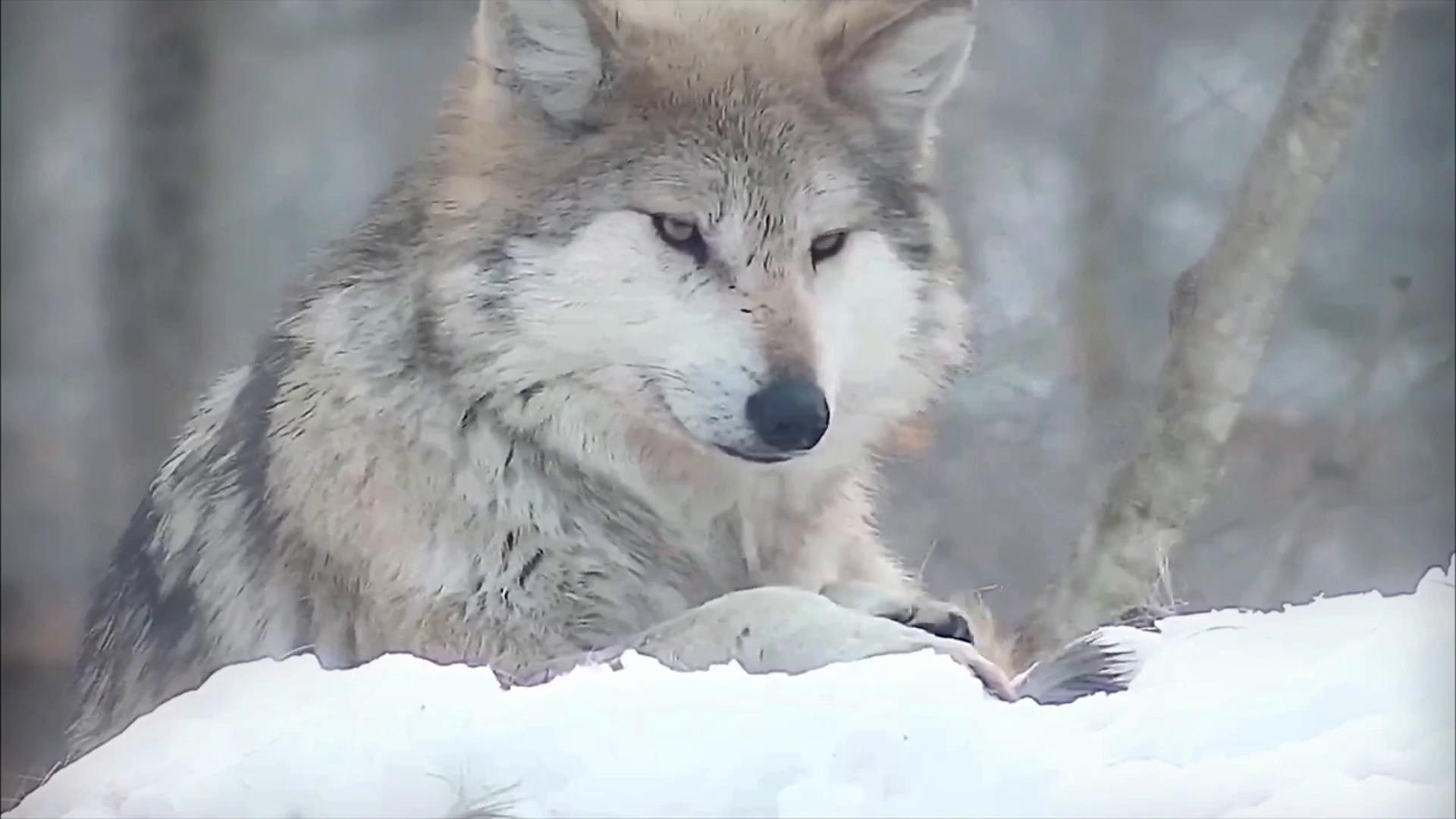 Mexican Calm Grey Wolf Live Wallpaper