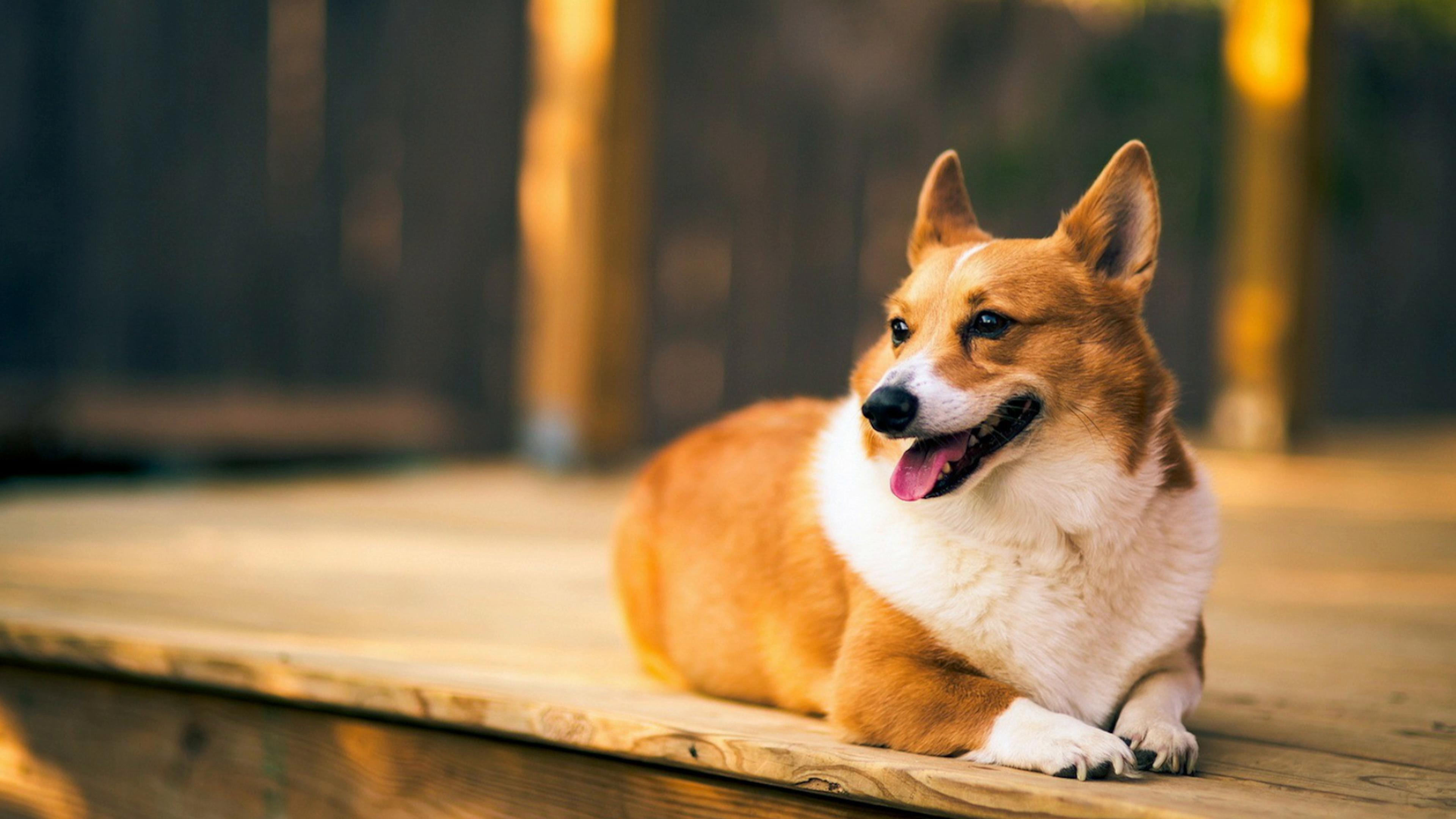 Corgi Dog Live Wallpaper