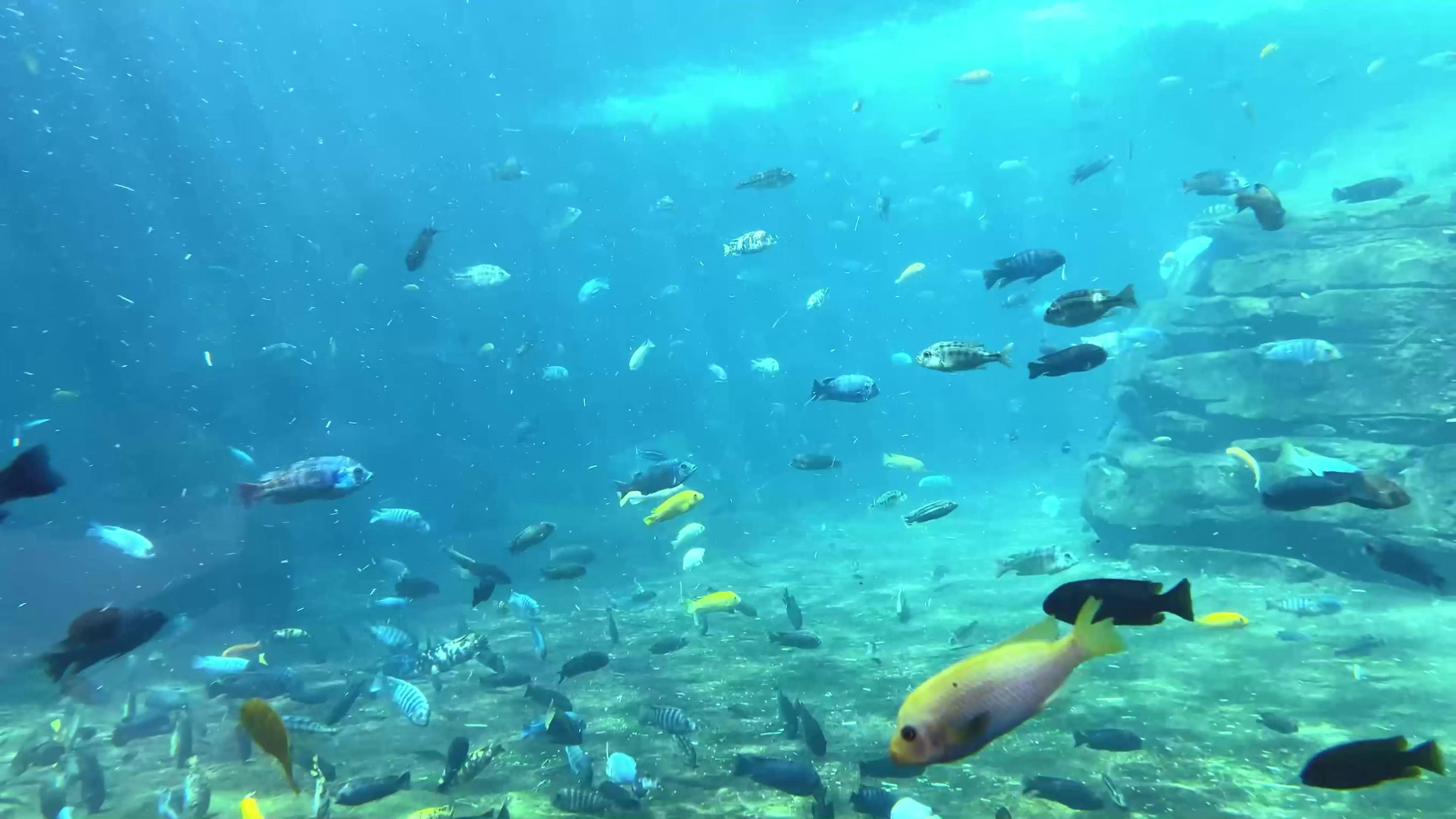 Fish Tank Live Wallpaper