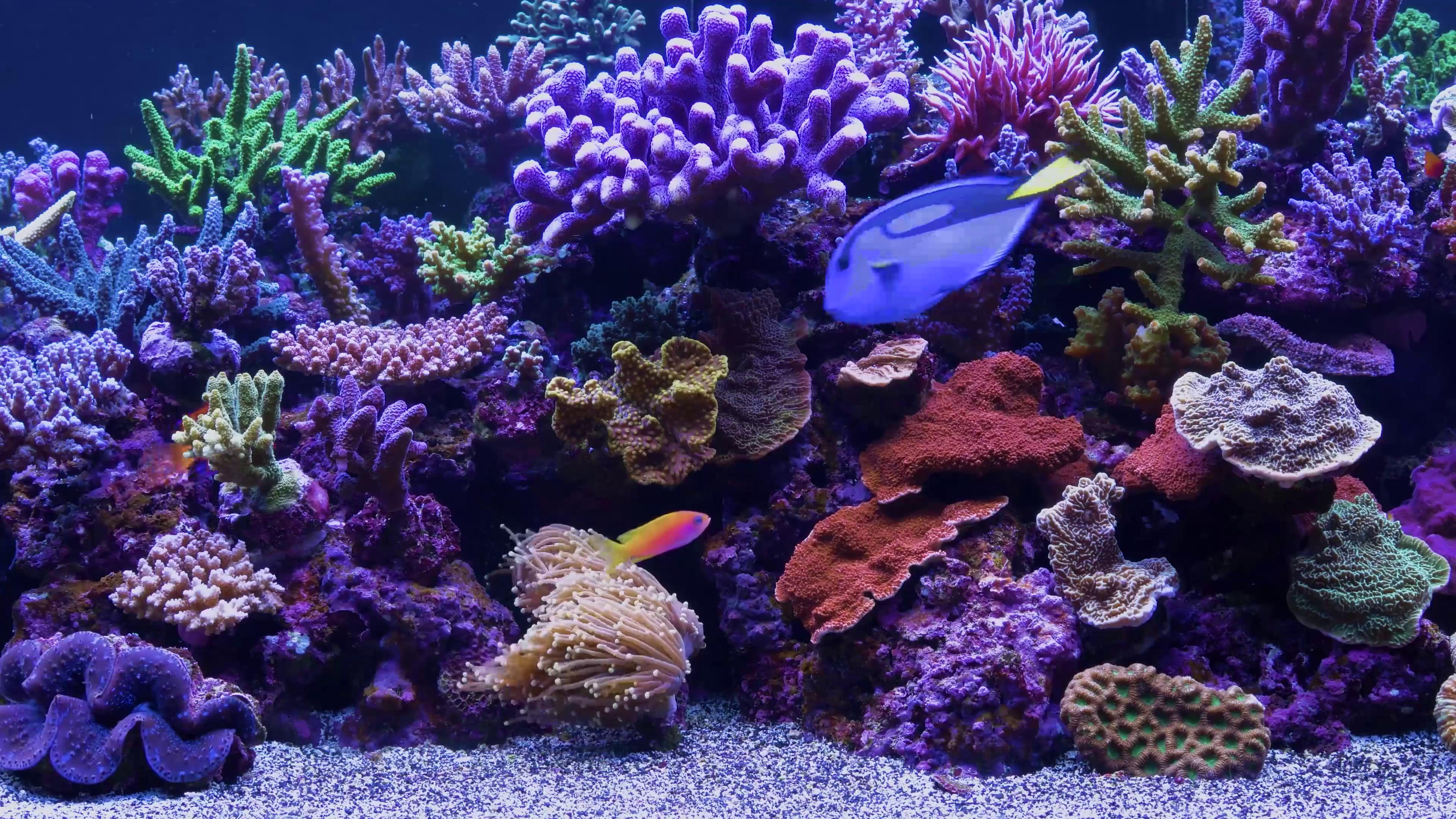 Coral Reef Aquarium Live Wallpaper