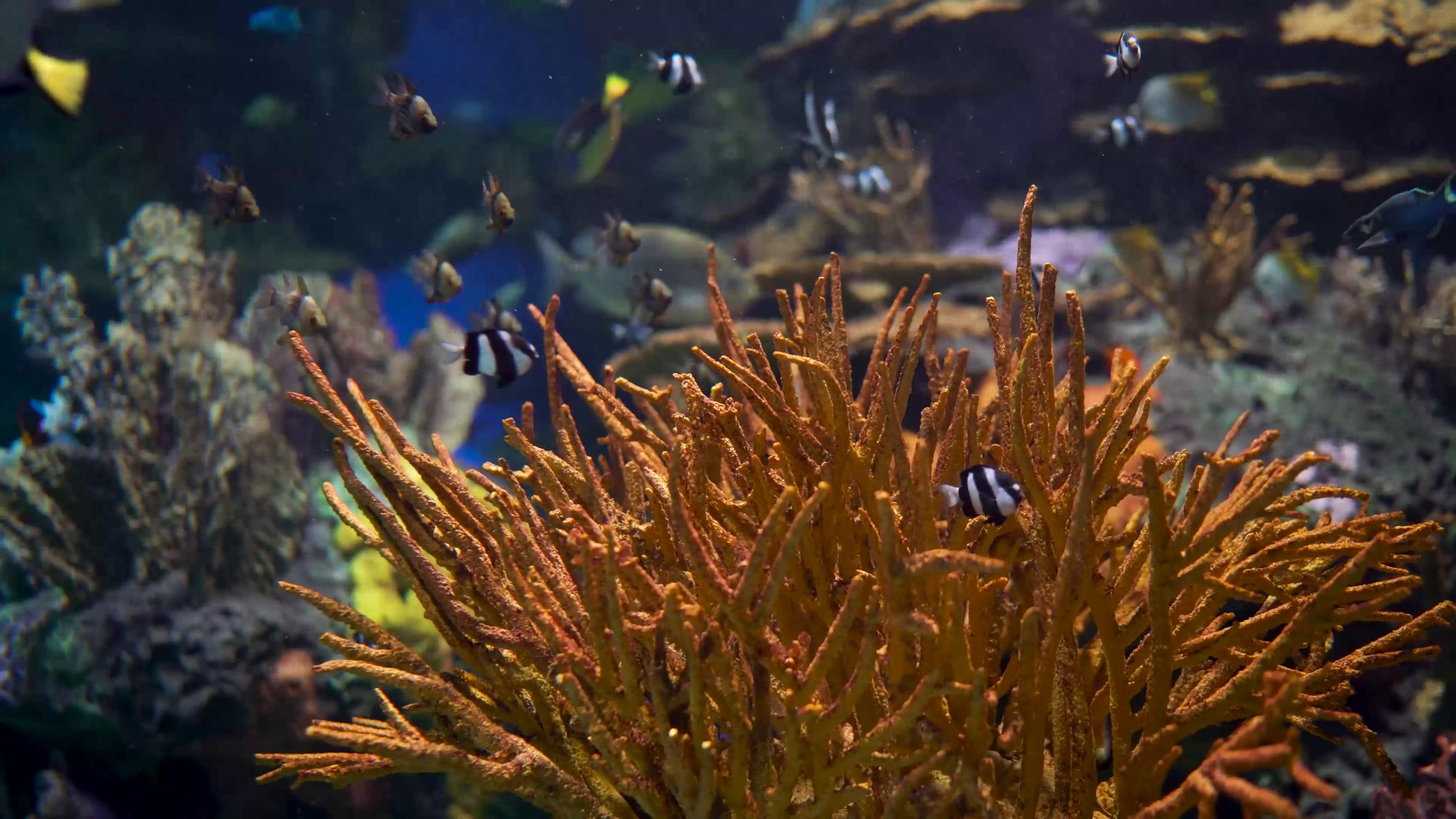 Fish Aquarium Live Wallpaper