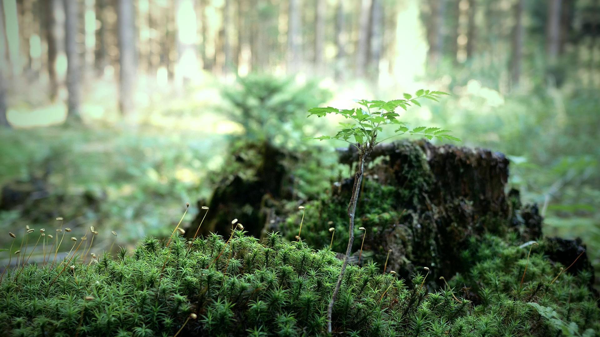 Baby Tree Live Wallpaper